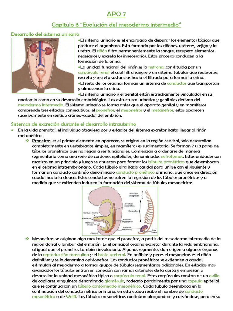 Resumen Desarrollo Embrionario Del Mesodermo Lateral | PDF | Riñón ...