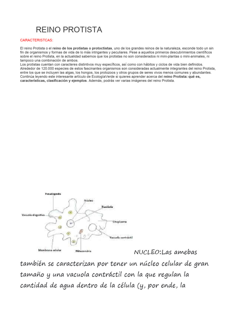 Reino Protista | PDF
