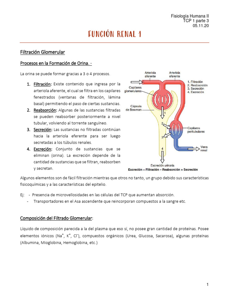 TCP 1 Parte 3. Función Renal 1 | PDF | Riñón | Angiotensina
