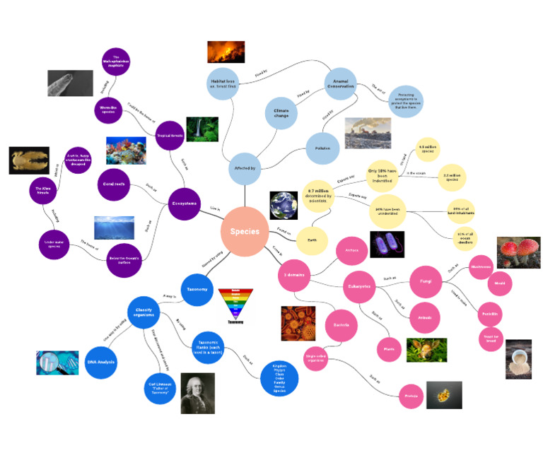 Mind Map (1) Emma W | PDF | Species | Taxonomy (Biology)