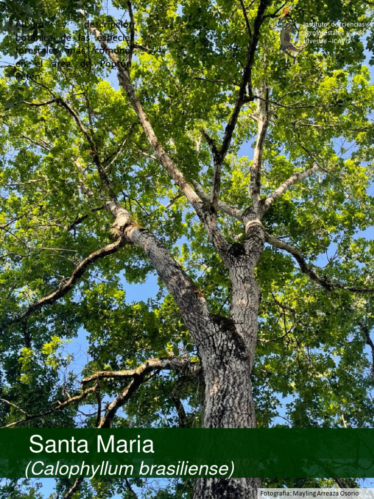 Santa María (Calophyllum Brasiliense) | Descargar gratis PDF | Arboles ...