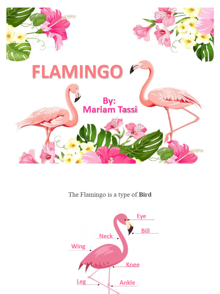 Flamingo | PDF