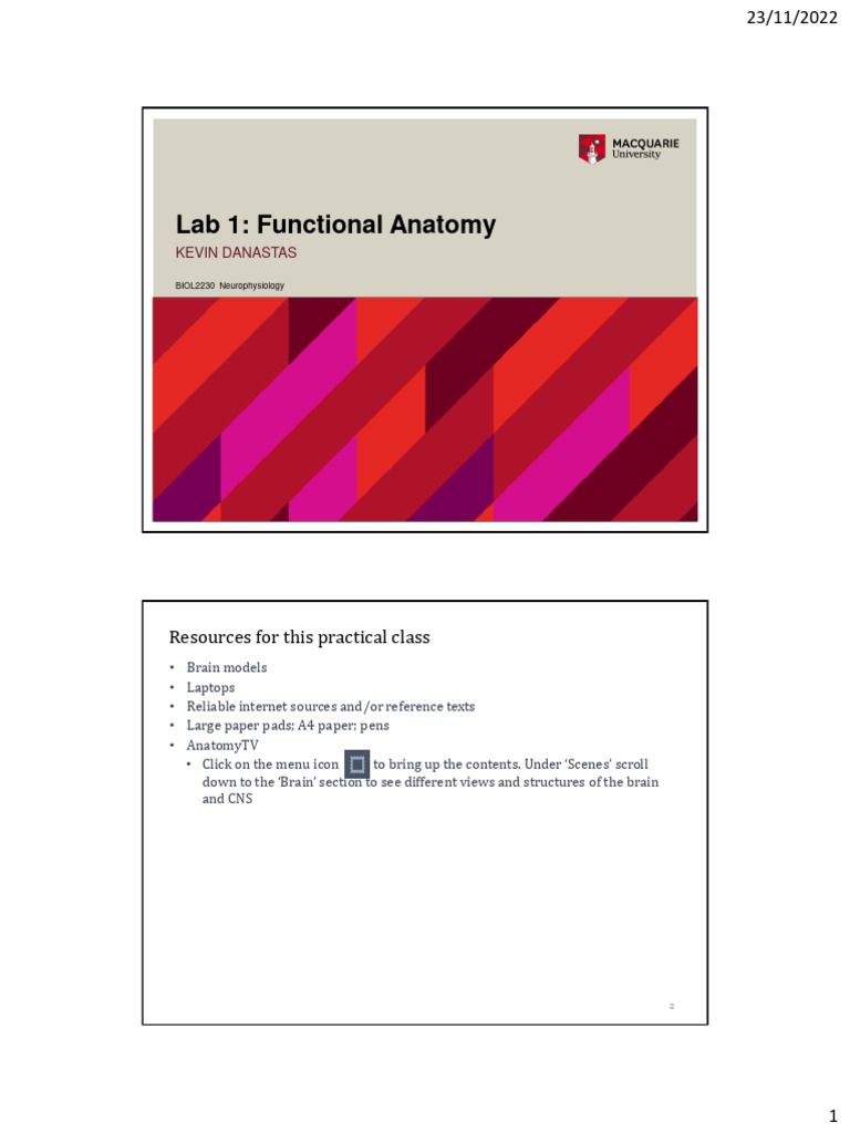 2023 Functional Anatomy Tutorial | PDF | Brain | Neuroscience