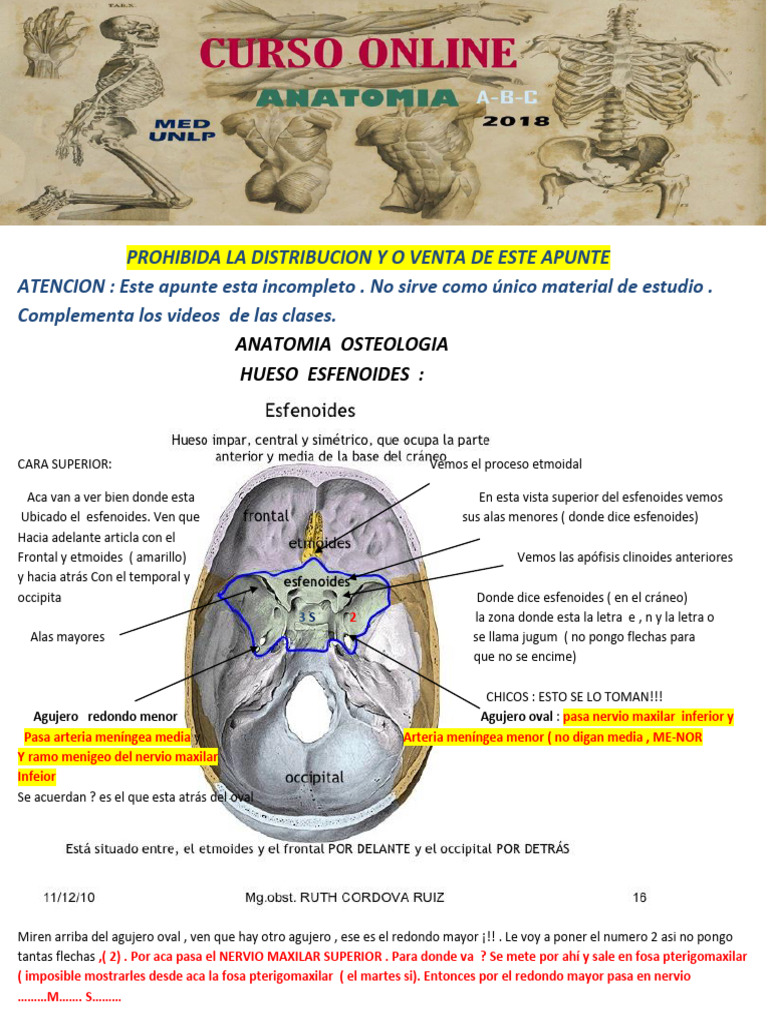 Guía de Anatomía: Hueso Esfenoides | PDF | Cabeza y cuello humanos ...
