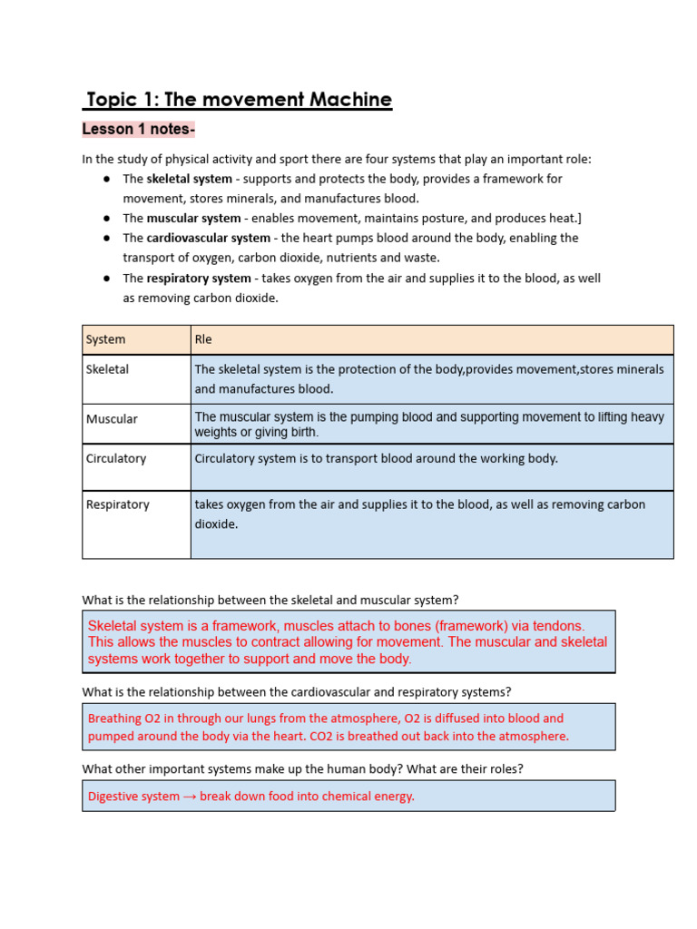 Human Movement Exam Notes | PDF | Anatomical Terms Of Motion | Muscle