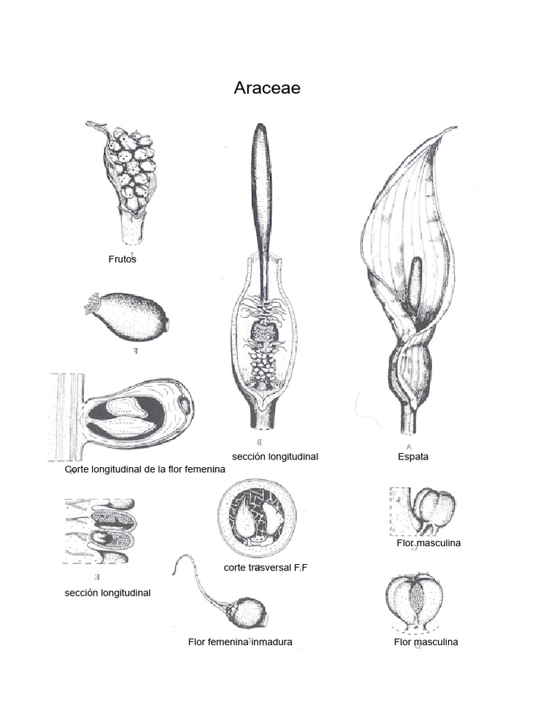 Araceae | PDF