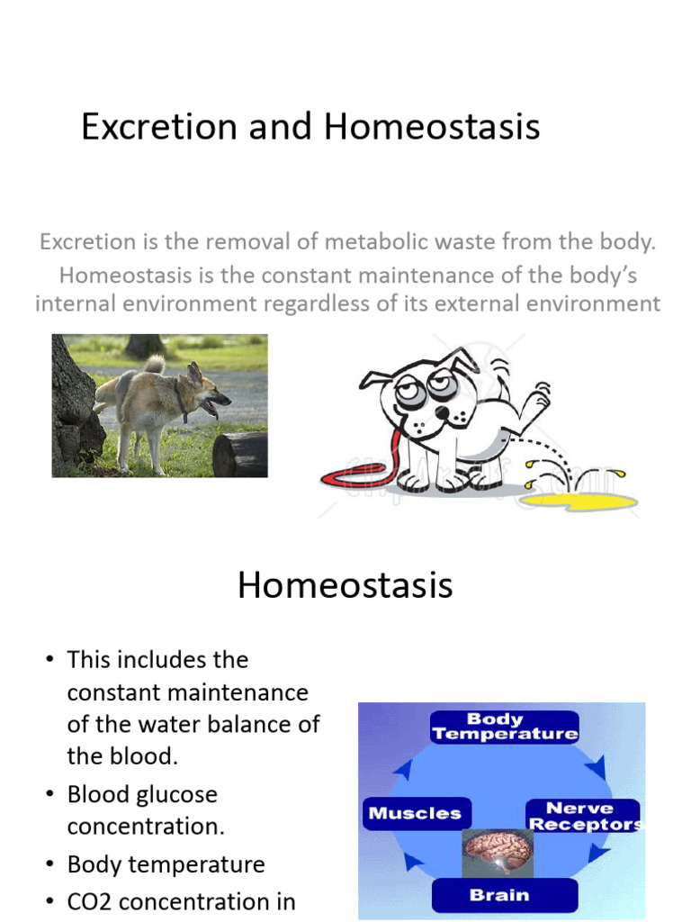 Chapter 9 - Homeostasis | PDF | Kidney | Organ (Anatomy)