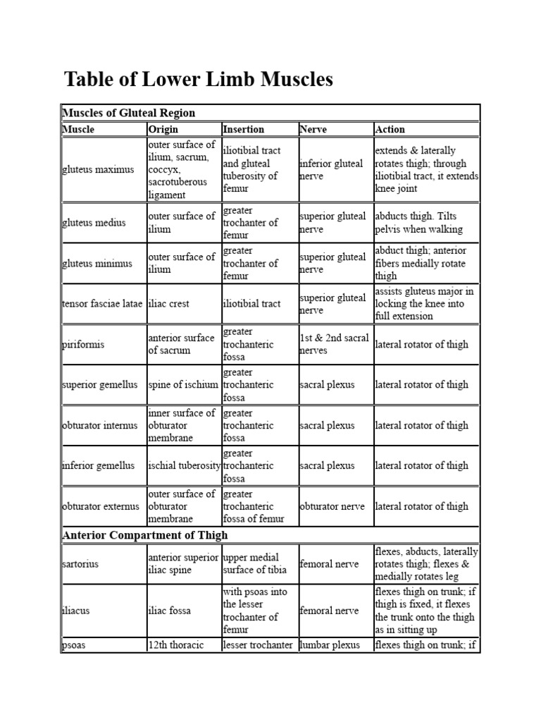 Table of Lower Limb Muscles | PDF | Foot | Human Leg