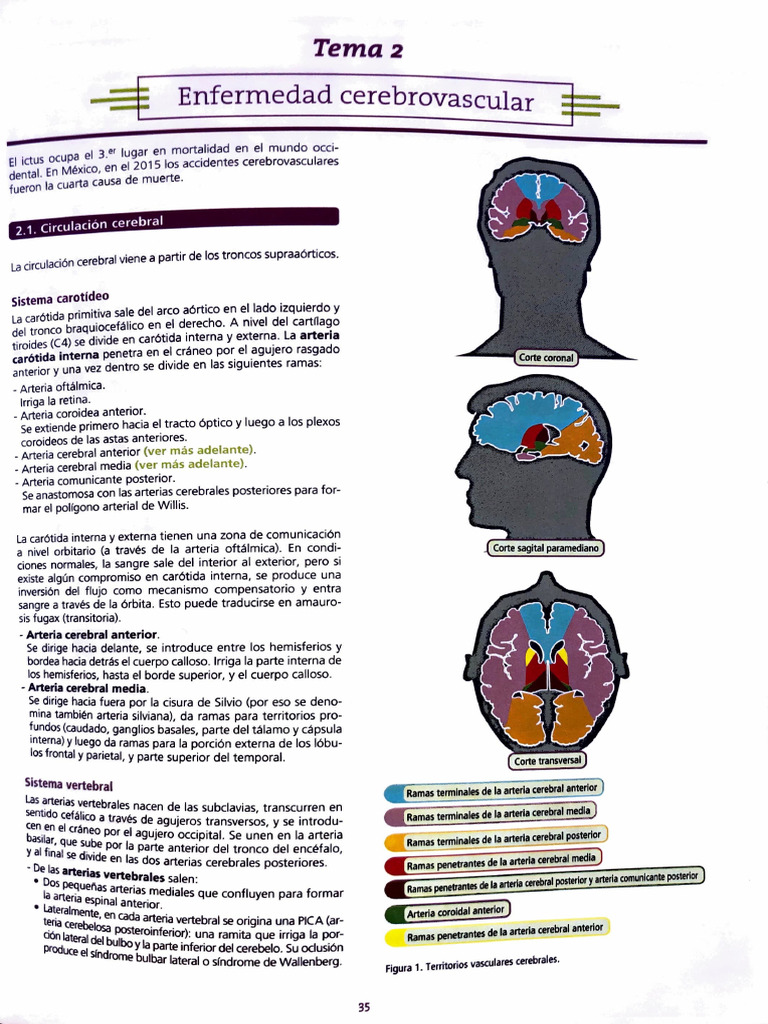 Enfermedad cerebrovascular. AMIR | PDF | Carrera | Isquemia