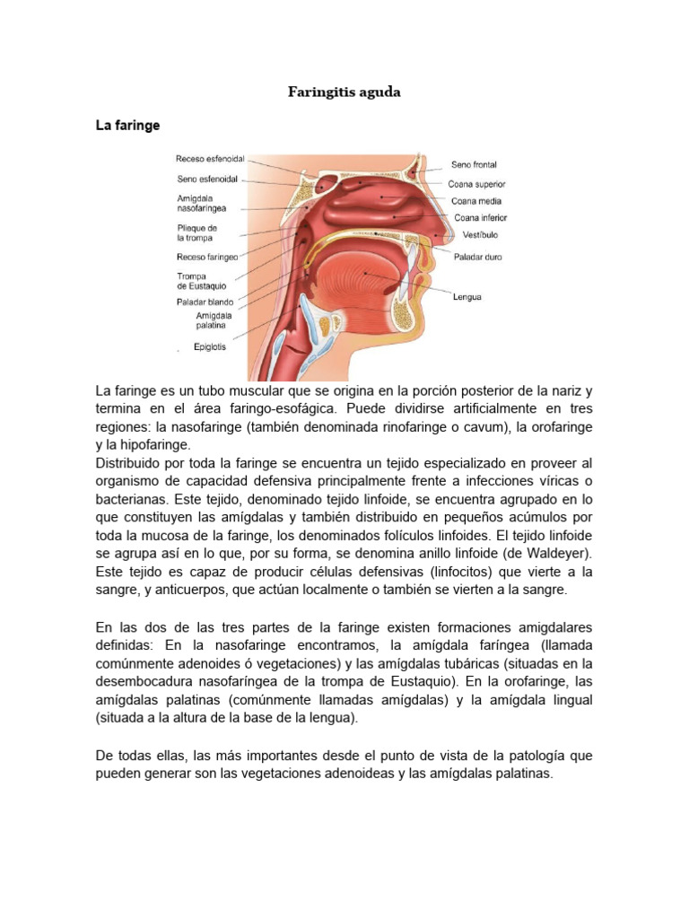 Faringitis Aguda | PDF | Penicilina | Microbiología