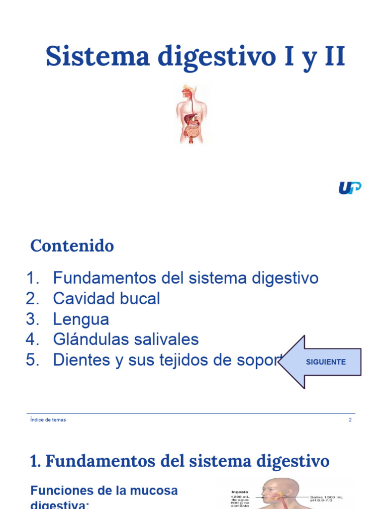 Sistema Digestivo I y II | PDF | Diente humano | Membrana mucosa