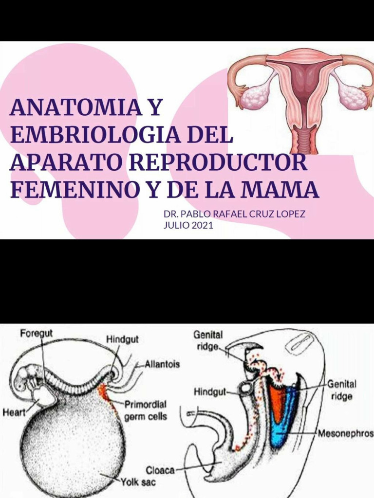 Anatomia y Embriologia Del Aparato Reproductor Femenino Diapo | PDF | Vagina | Útero