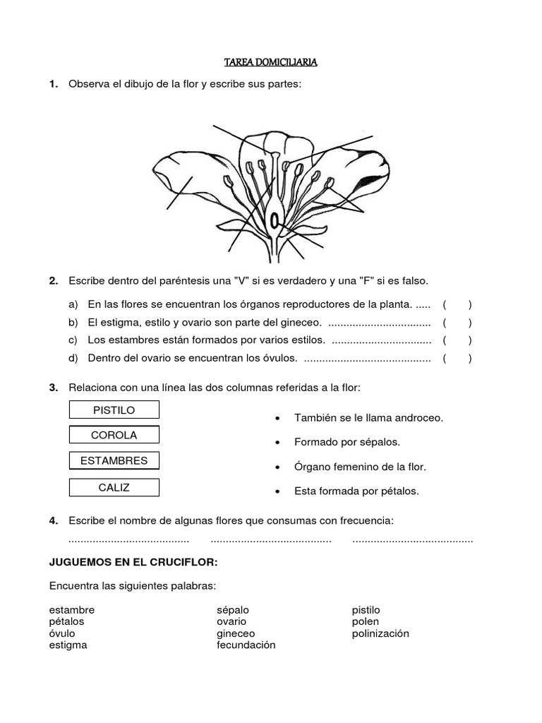 Ficha de La Flor | PDF | Flores | Ramas de la botánica