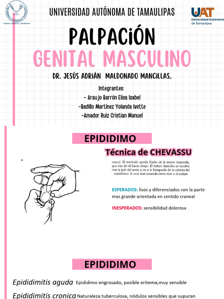 Masculino Palpacion | PDF | Testículo | Especialidades Medicas