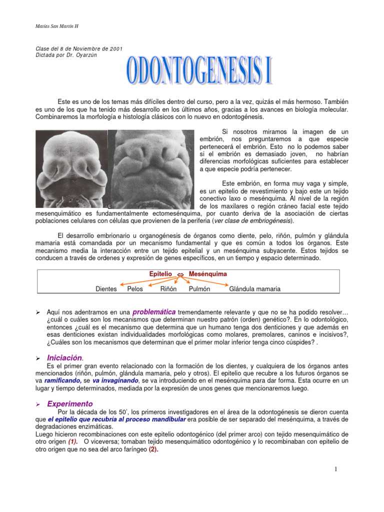 Odontogenesis I | PDF | Biología | Anatomía