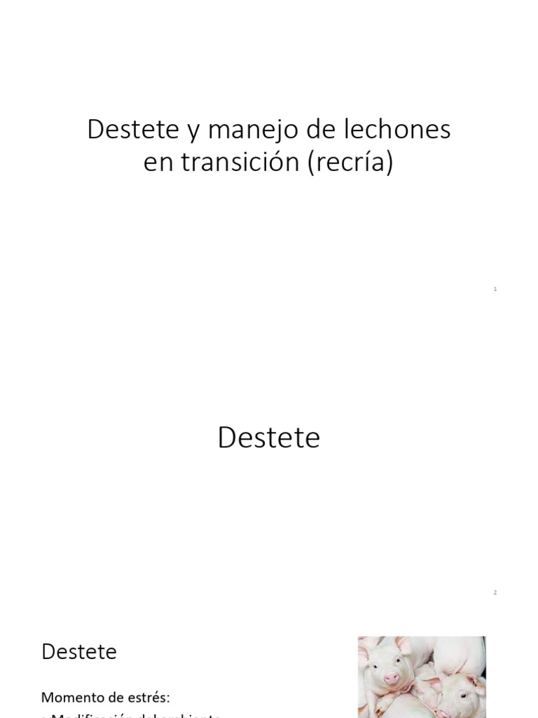 Destete y Manejo de Lechones en Transición 2024 | PDF | Alimentos ...