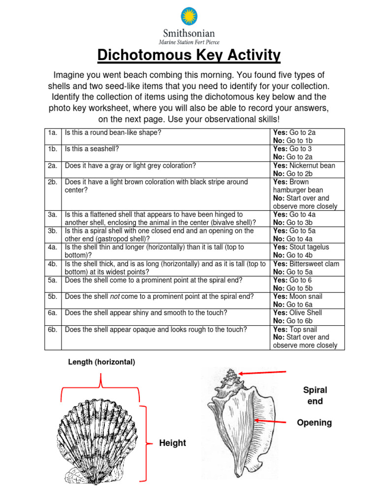 Identify Shells and Sea Beans Activity | PDF | Molluscs