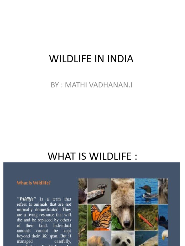 WILDLIFE IN INDIA | PDF