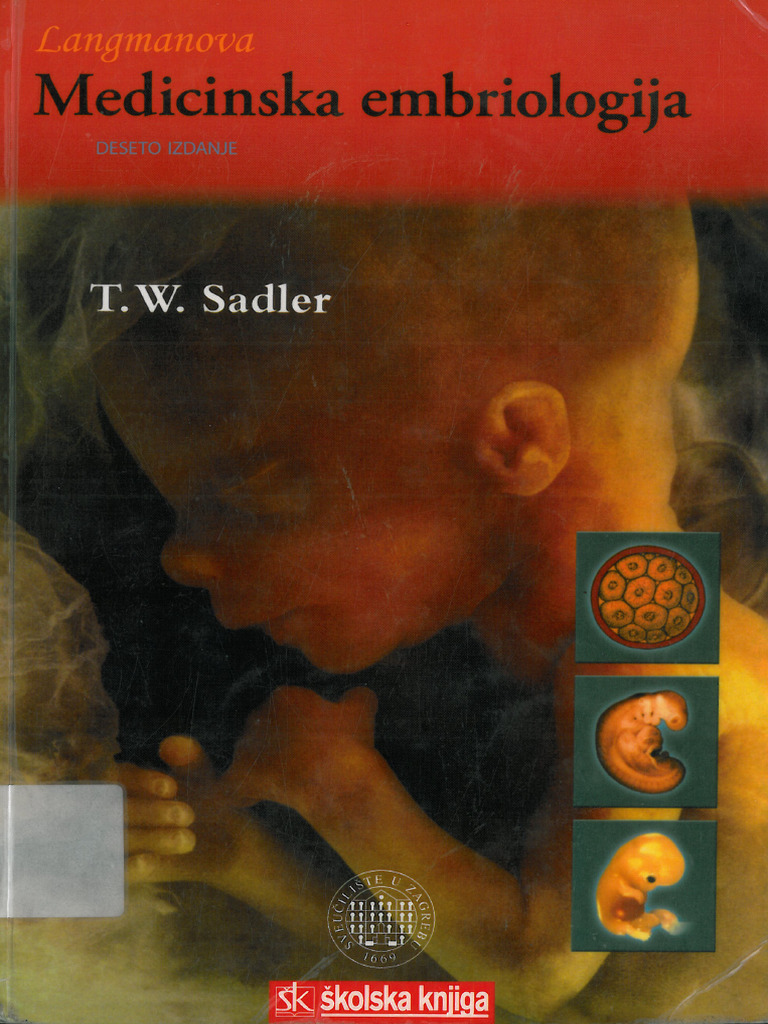 Langmanova Medicinska Embriologija (10. Izdanje) | PDF