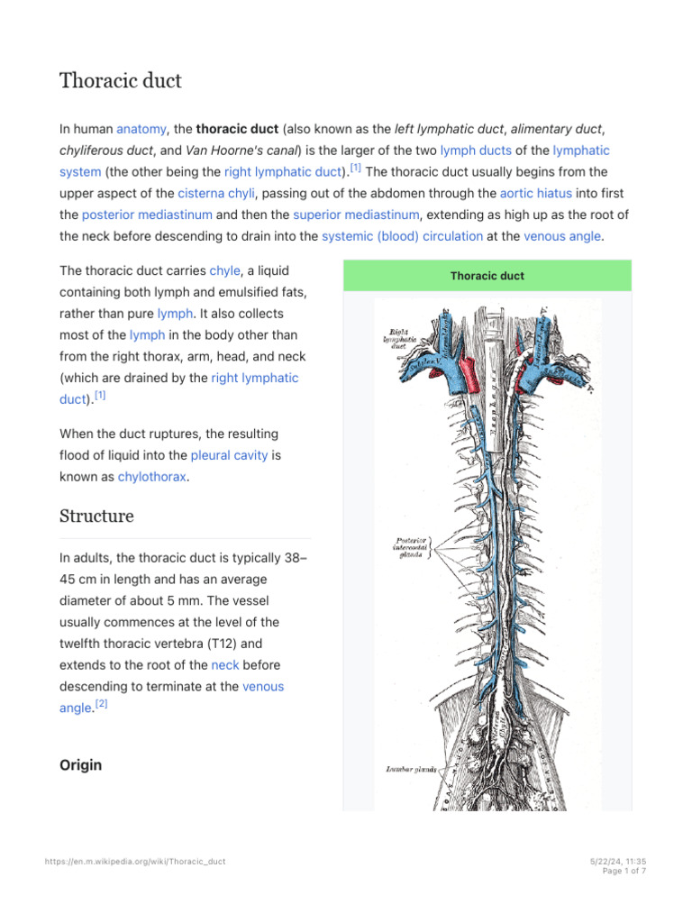 Thoracic Duct - Wikipedia | PDF | Circulatory System | Angiology