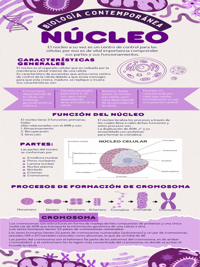 Infografía de Núcleo | Descargar gratis PDF | Nucleo celular | Cromosoma