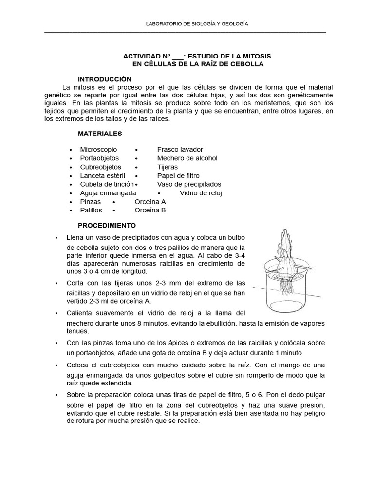 PRACTICA 21. Observación de Cromosomas en Mitosis | PDF | Mitosis | Cromosoma