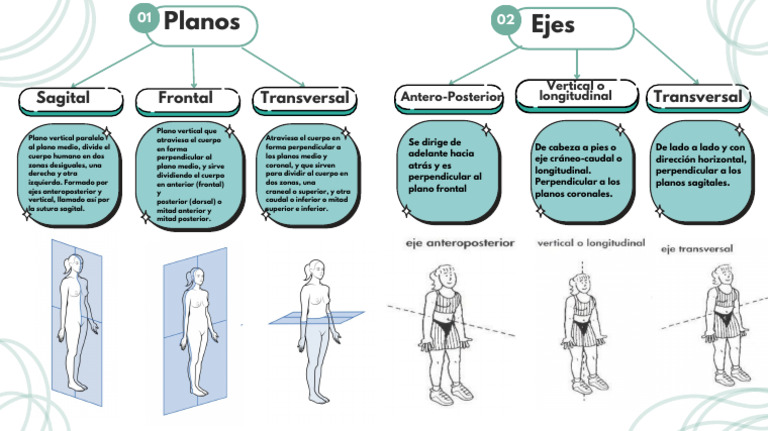 Mapa Mental Planos y Ejes Anatómicos | PDF
