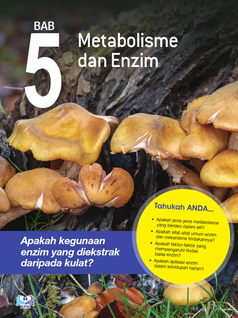 Bio t4 Bab 05 | PDF