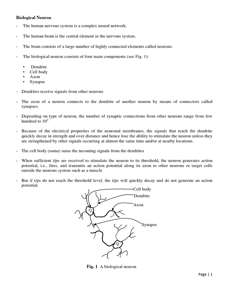 Artificial Neural Network | PDF | Neuron | Dendrite