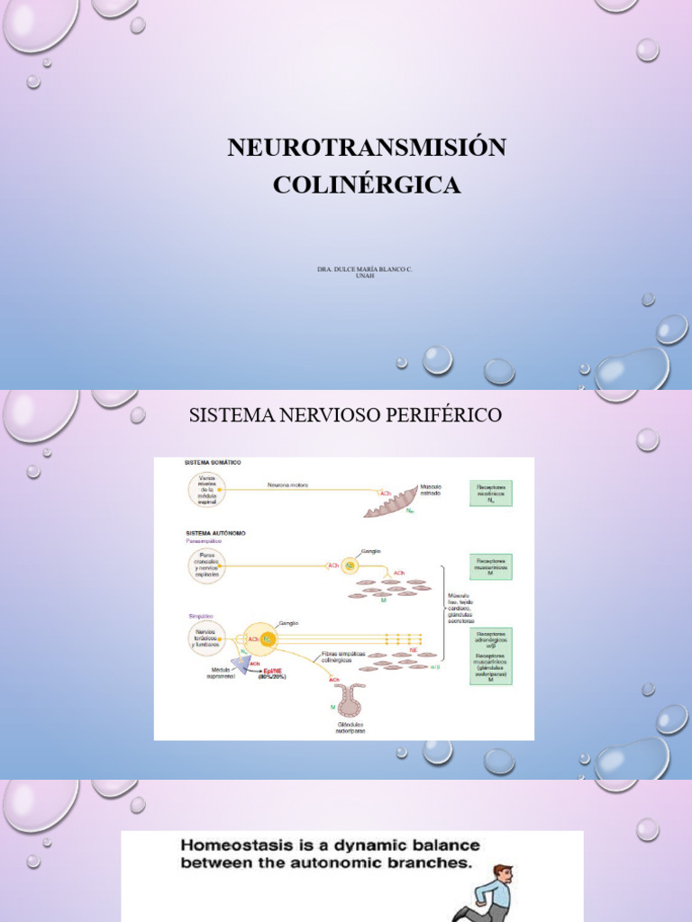 Neurotransmision Colinergica 2018 | PDF | Acetilcolina | Neuroquímica