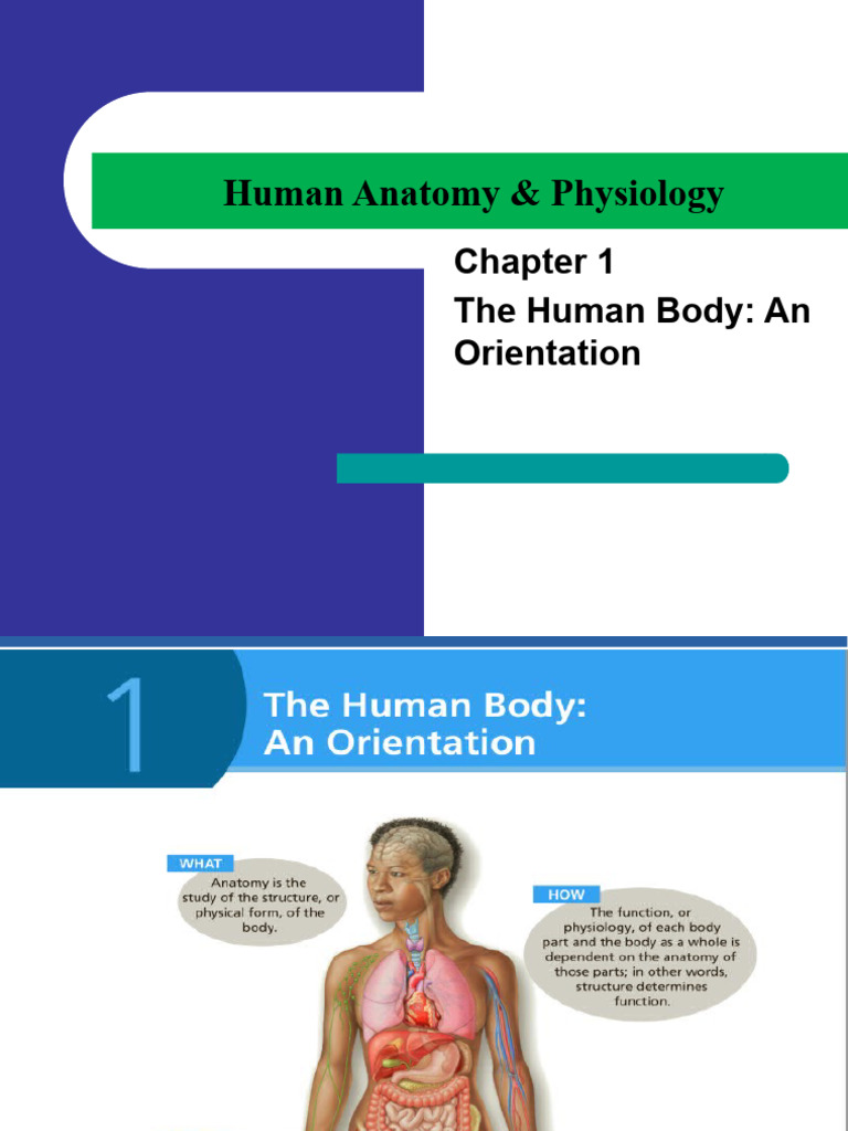 Chapter One | PDF | Anatomical Terms Of Location | Human Body