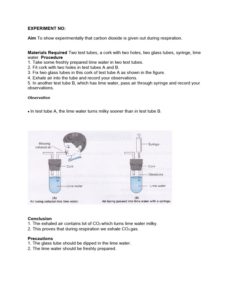 10 BIO PRACTICAL | PDF | Seed | Stoma