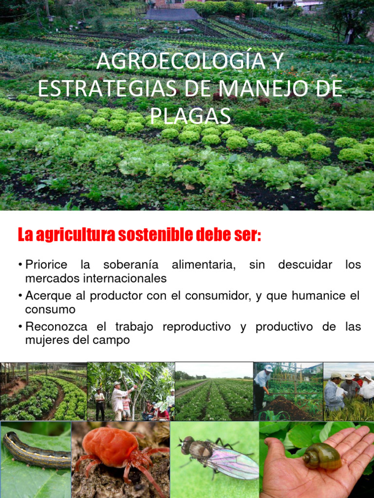 Estrategias de Manejo Agroecológico de Plagas | Descargar gratis PDF | Plaga (organismo ...