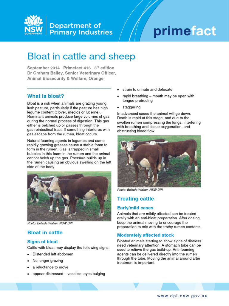 Bloat in Cattle and Sheep | PDF | Sheep | Cattle