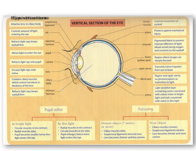 Eye Slide LABELED | PDF