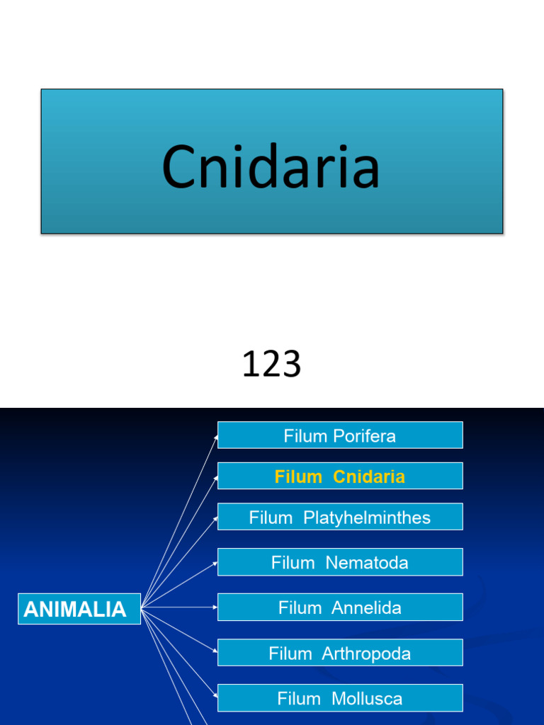 C Cnidaria | PDF