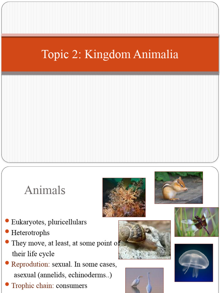 Overview of Kingdom Animalia Phyla | PDF | Invertebrate | Zoology