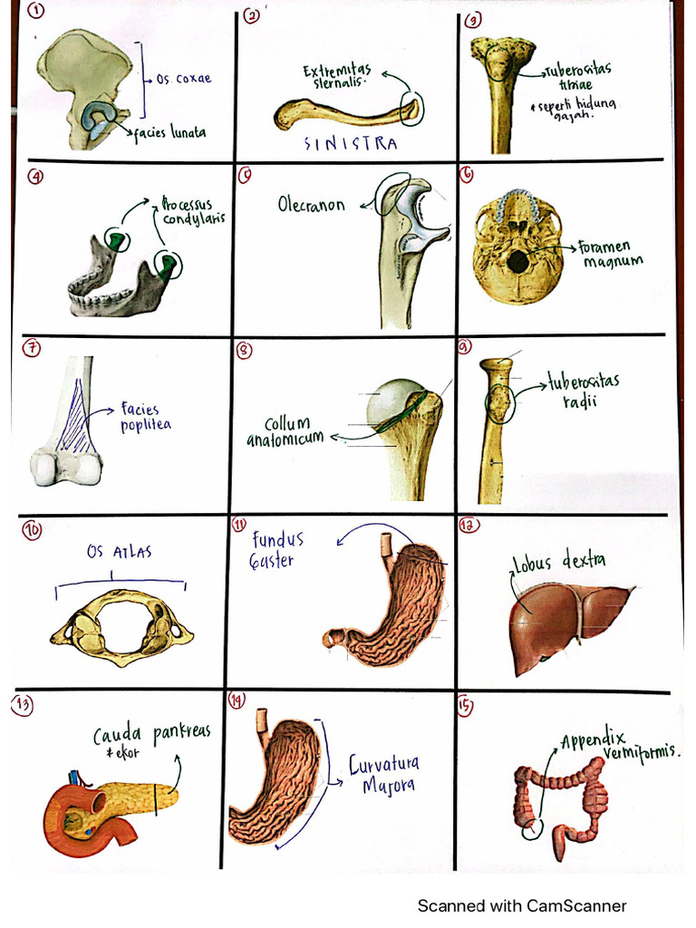 Anatomi Pdf