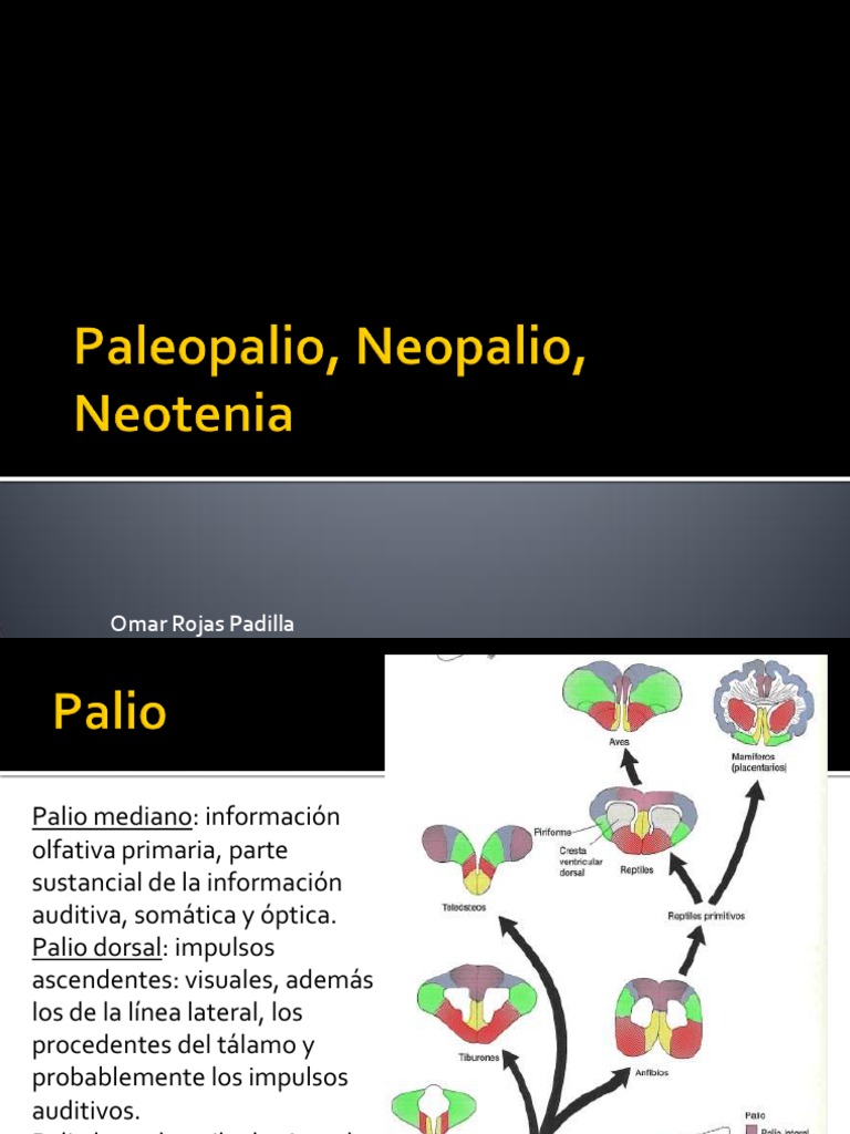 Paleopalio Neopalio, Neotenia, Evo | PDF