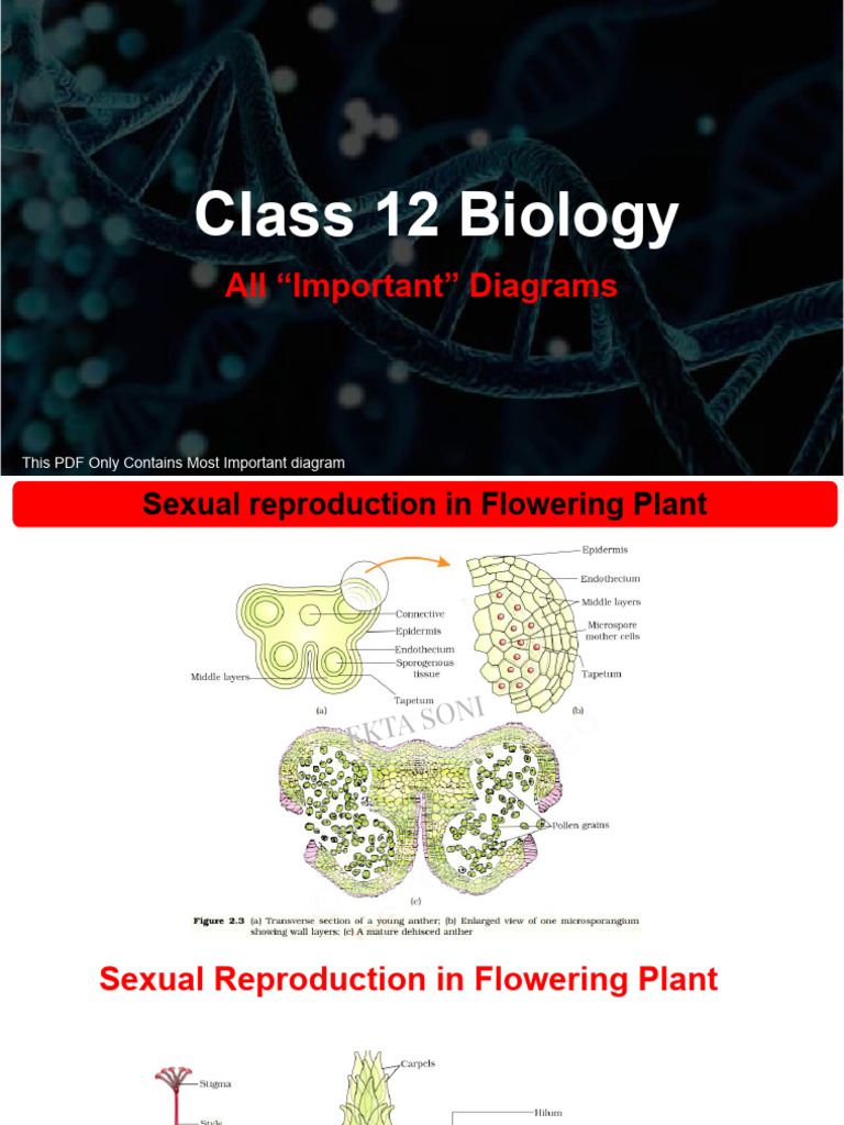 Class 12 Biology ALL Important Diagrams at One Pla 240318 204047 | PDF ...