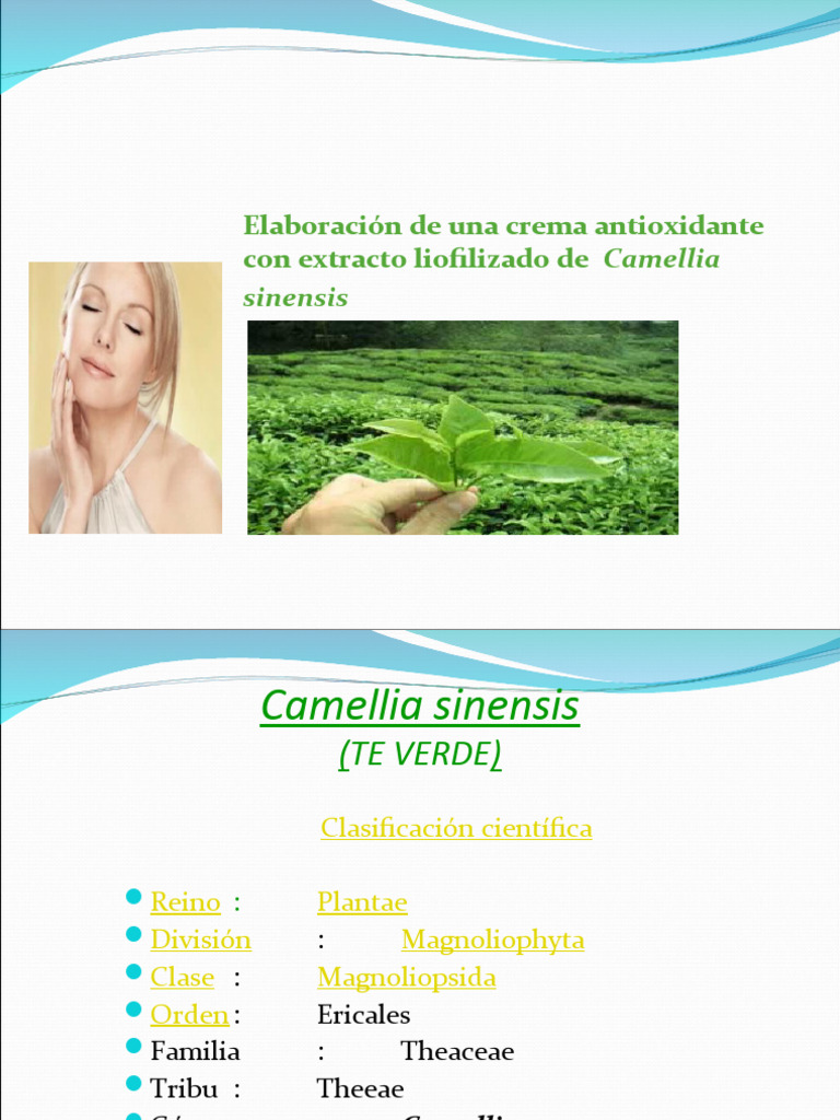 Crema Antioxidante con Té Verde | PDF | Té | Antioxidante
