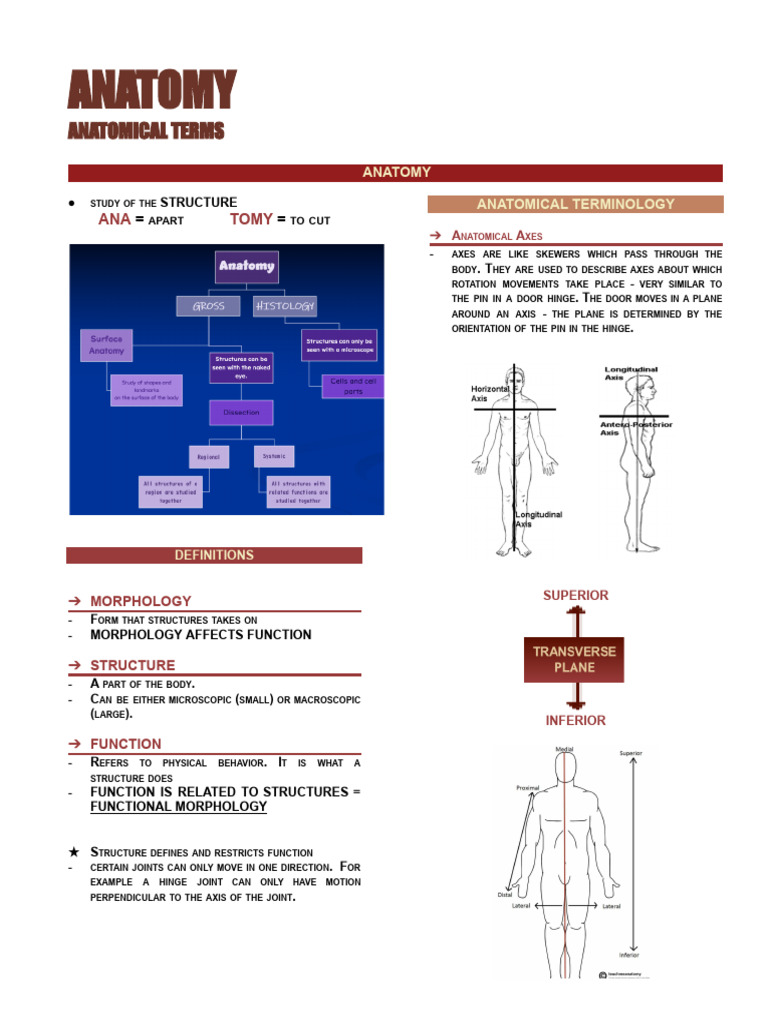 Anatomical Terms | PDF | Anatomical Terms Of Location | Anatomy