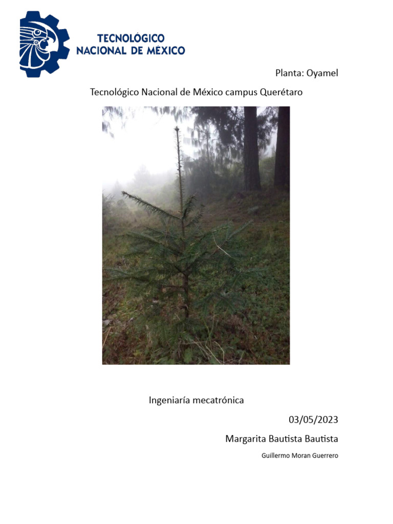 Arbol de Oyamel | Descargar gratis PDF | Arboles | Plantas
