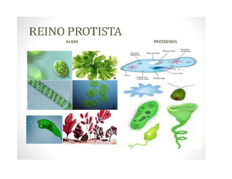 Reino Protista | PDF