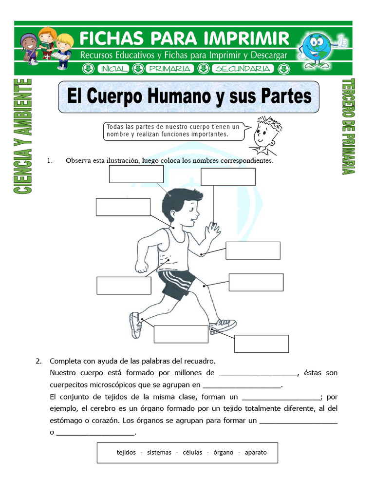 Ficha de El Cuerpo Humano y Sus Partes para Tercero de Primaria | PDF