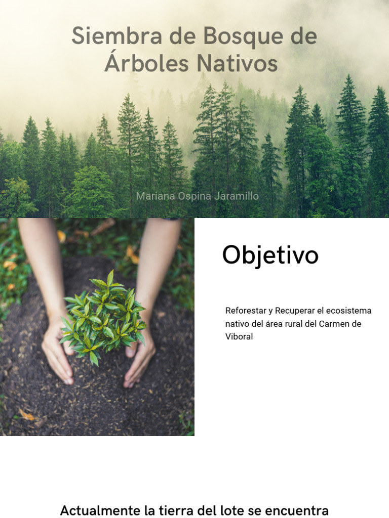 Siembra de Bosque de Arboles Nativos | PDF