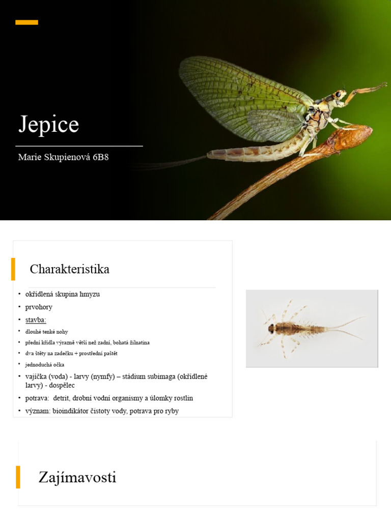 Jepice | PDF