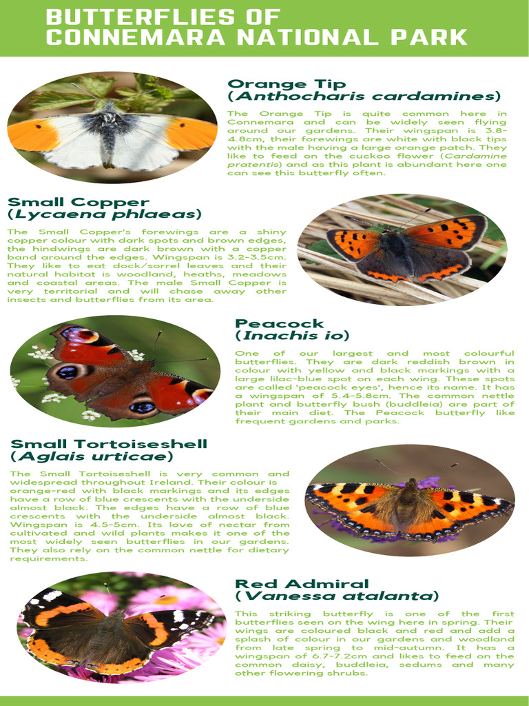 Butterflies of Connemara National Park | PDF | Insects | Lepidoptera