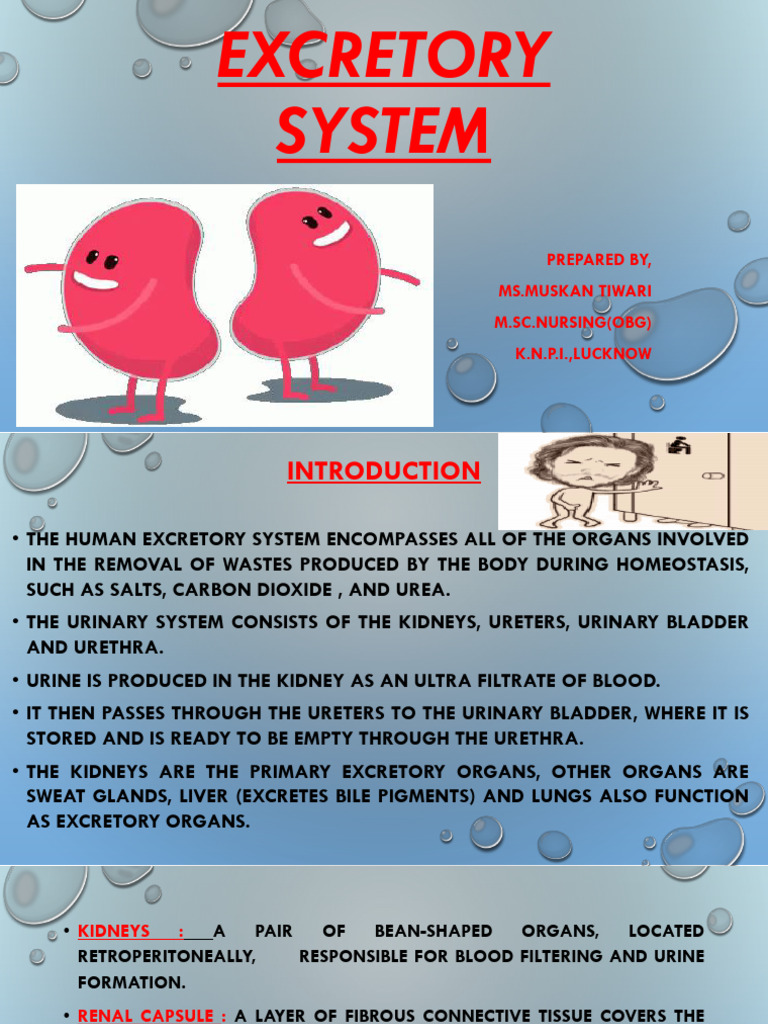 Excretory System | PDF | Kidney | Thermoregulation