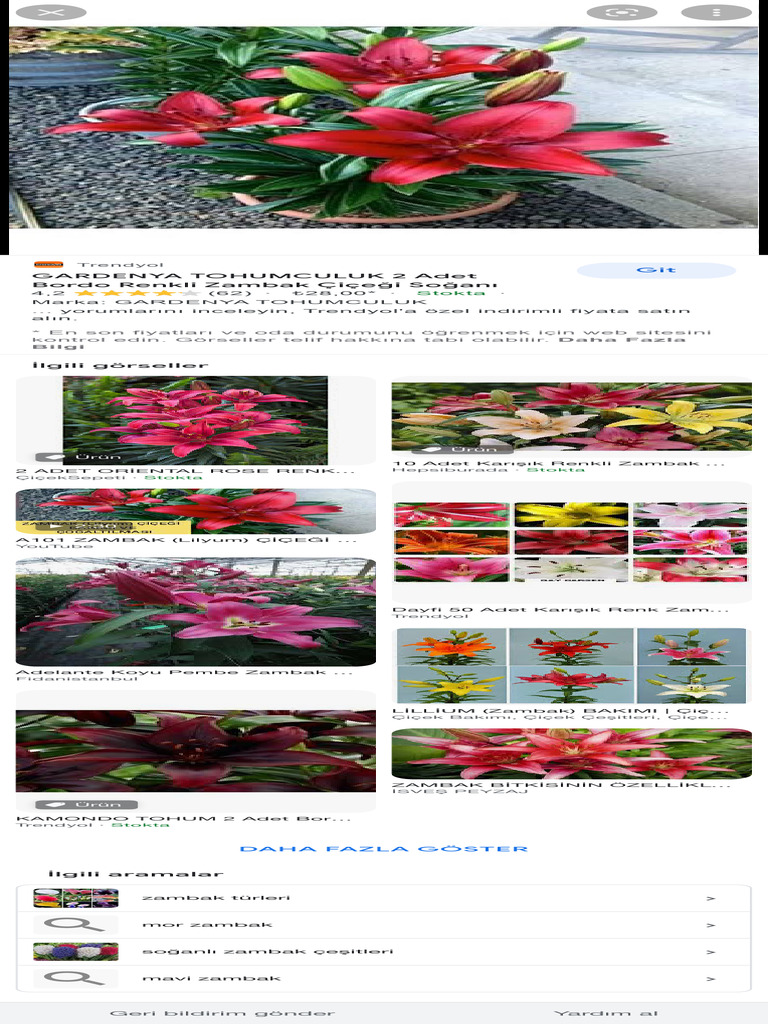 Zambak - Google Arama | PDF